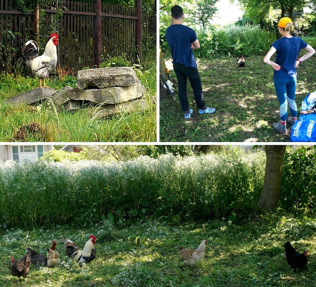 Volunteers Help Clear and Clean the Old Jewish Cemetery – Rohatyn ...